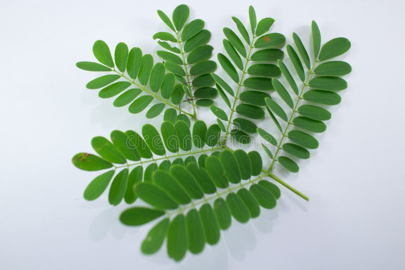 Orchid tree leaf stock photo. Image of orchid, green - 42785308