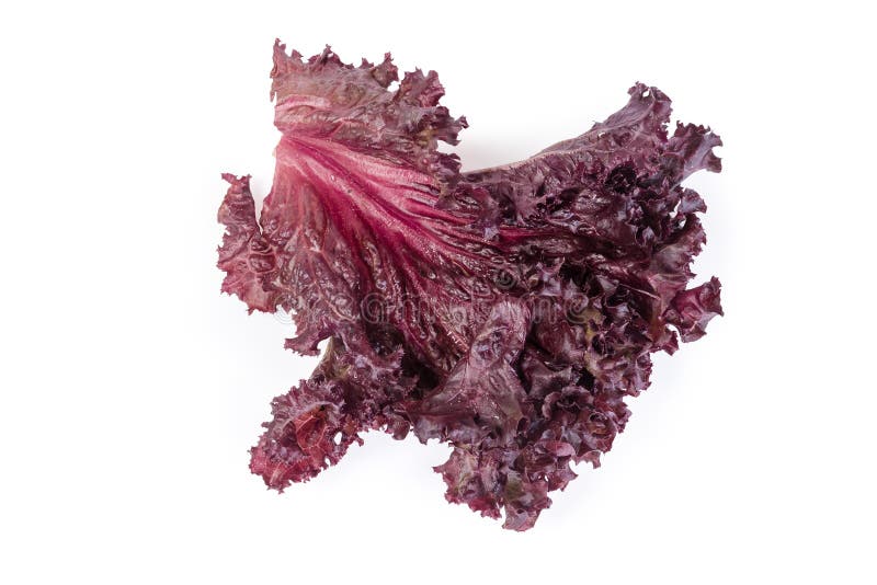 Leaf of Red Lettuce Lollo Rosso on a White Background Stock Image ...