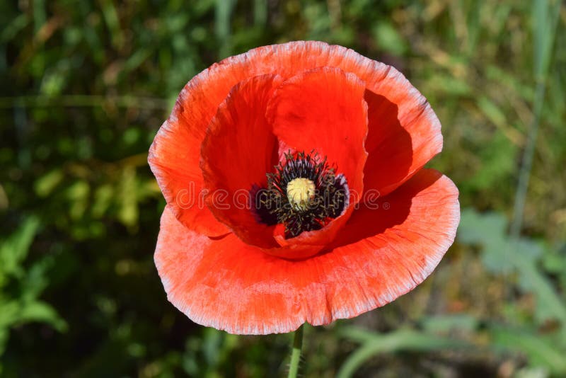 Field of poppies stock image. Image of botany, herb - 117979647
