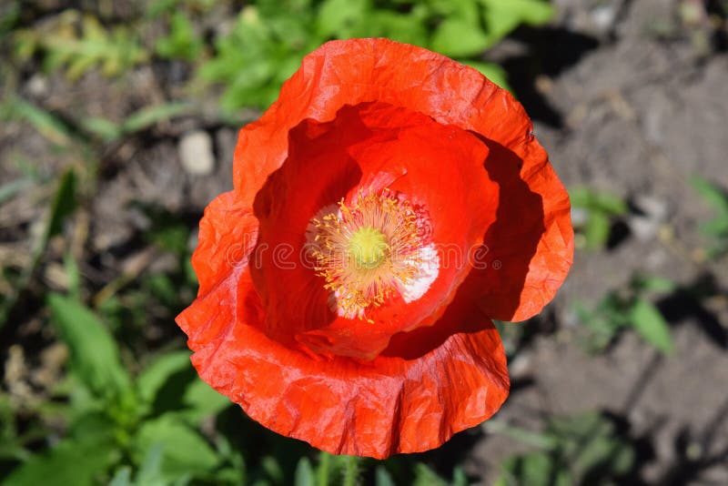 Field of poppies stock image. Image of fragrance, background - 117979697