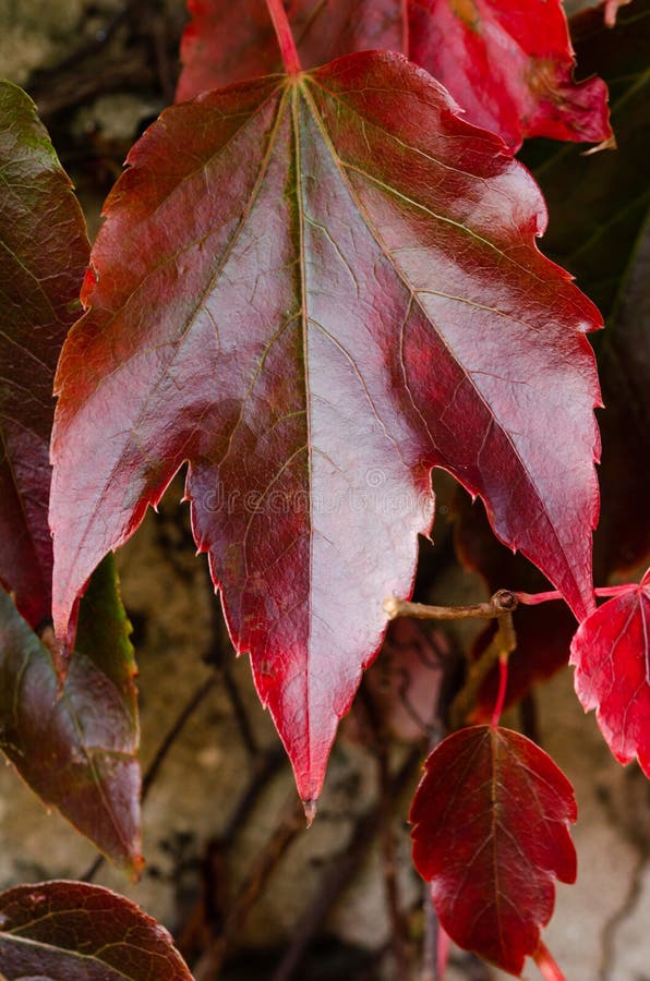 A Leaf with a Red Stem is Shown Stock Photo - Image of autumn, brown ...