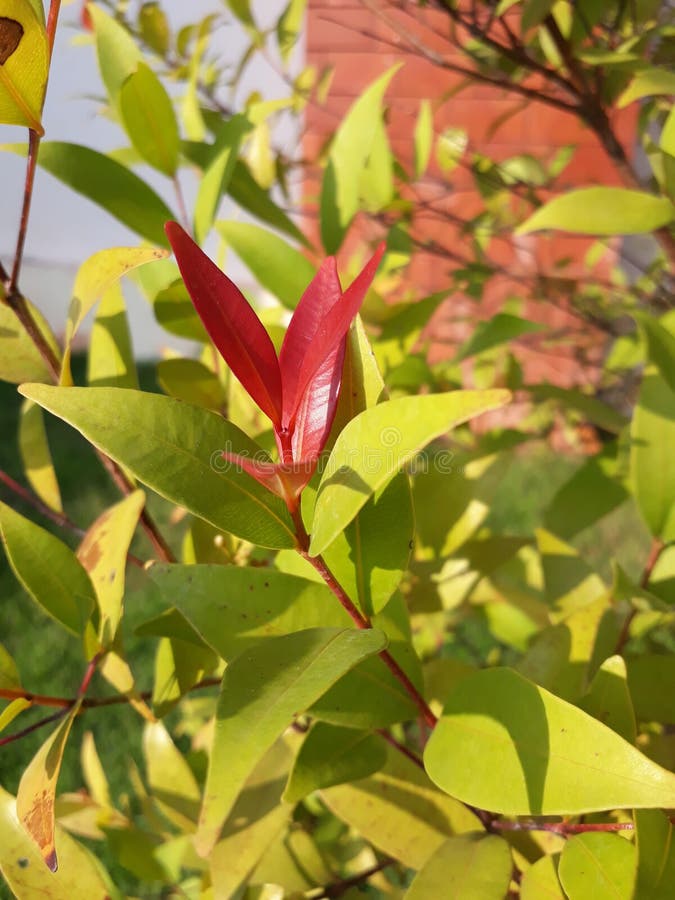 Leaf redleaf green petal stock photo. Image of redleaf - 113537236