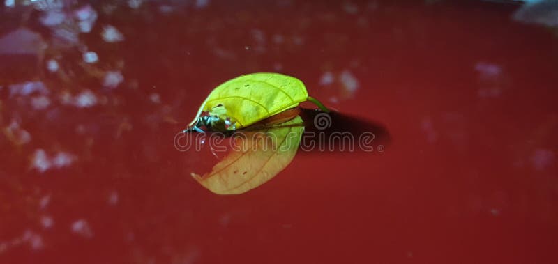 Leaf reflect stock photo. Image of reflection, leaf - 161342232