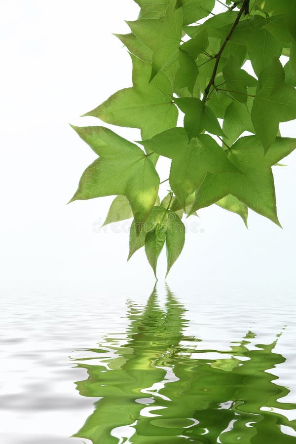 Water Drop and Leaf with Ripple and Reflection Stock Photo - Image of ...