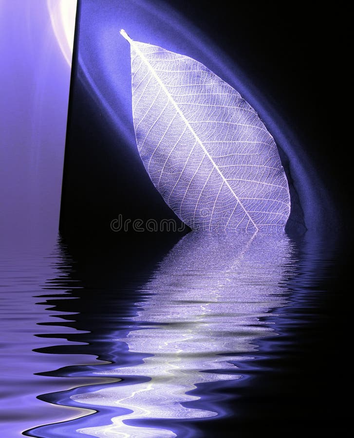 Leaf with reflection stock illustration. Illustration of effects - 302213