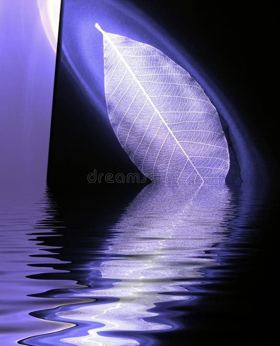 Leaf with reflection stock illustration. Illustration of effects - 302213