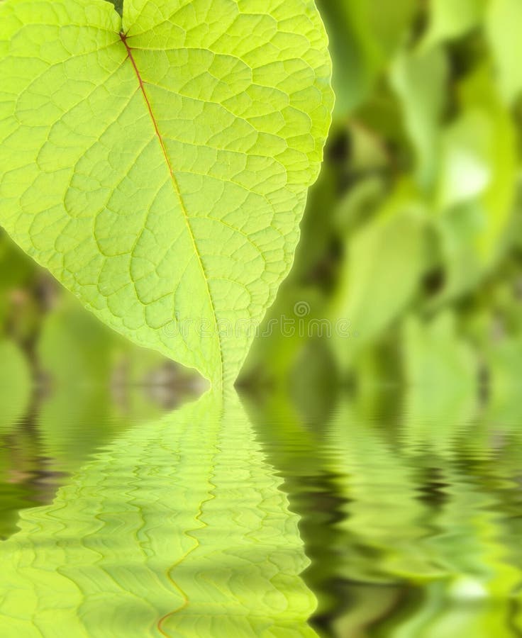 543 Leaf Touching Water Stock Photos - Free & Royalty-Free Stock Photos ...
