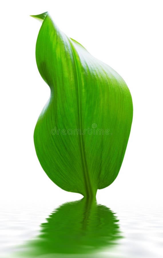 Leaf with reflection stock image. Image of bright, water - 173814813