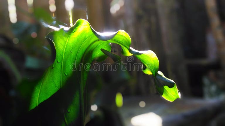 Leaf details stock image. Image of outdoors, green, sunlight - 230854255