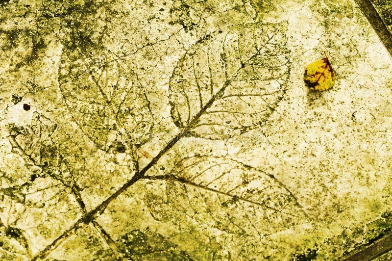 Leaf relief. stock photo. Image of concrete, brown, texture - 26250814