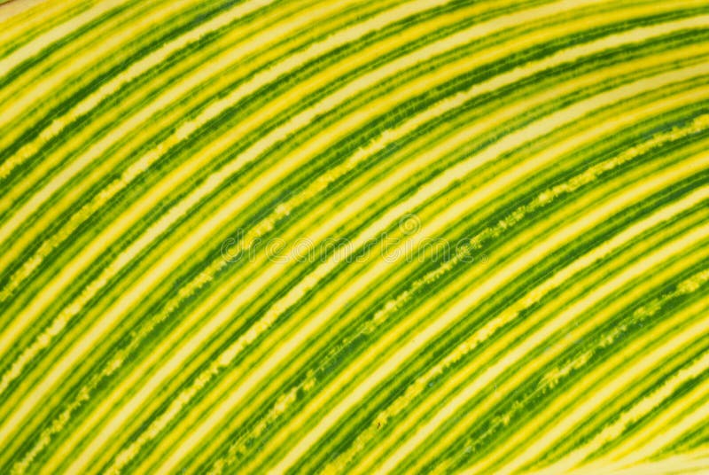 Leaf ribs stock photo. Image of plantation, agriculture - 14054928