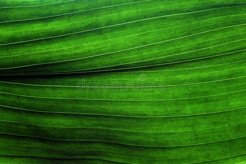 Leaf with Ribs and Veins Close in Backlight Background Stock Image ...