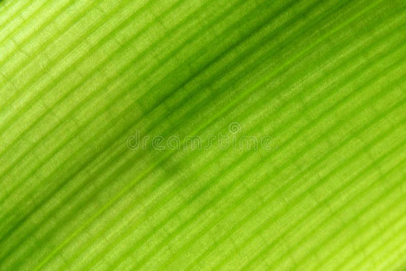 Leaf with Ribs and Veins Close in Backlight Background Stock Image ...