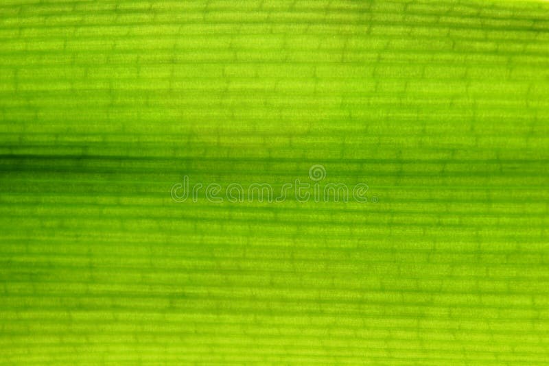 Leaf With Ribs And Veins Close In Backlight Background Stock Image ...