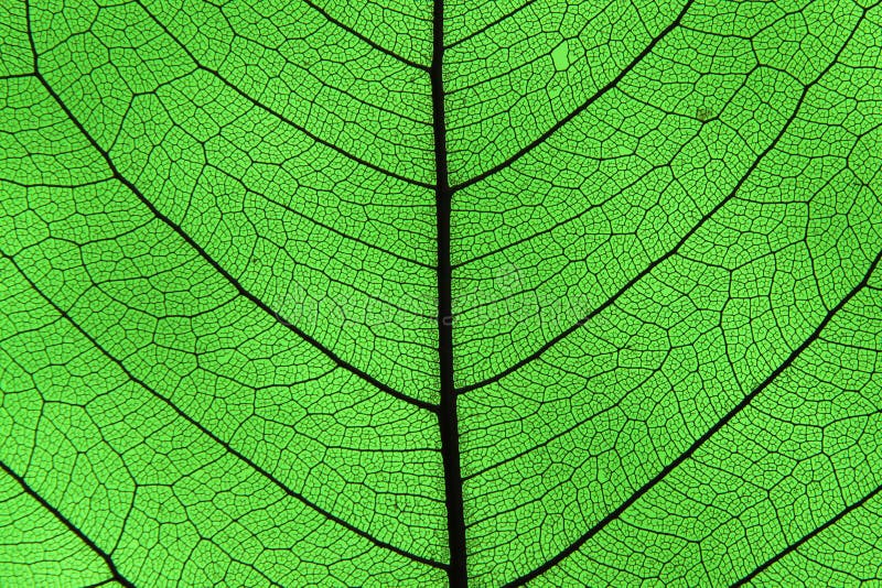 Black leaf vein pattern stock image. Image of structure - 4714521