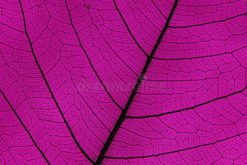Leaf ribs and veins stock image. Image of shape, contrast - 32289839