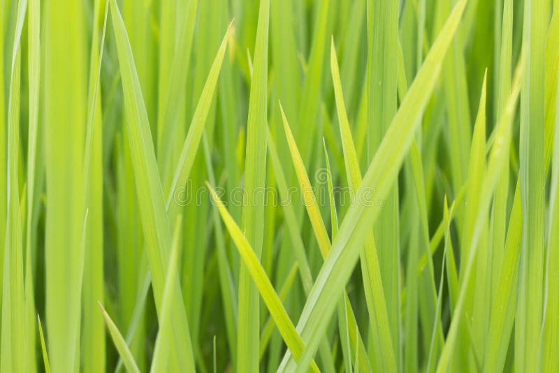 Leaf rice stock photo. Image of foliage, life, field - 43255636