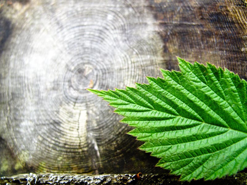 Leaf and rings stock photo. Image of green, vegetation - 19779644