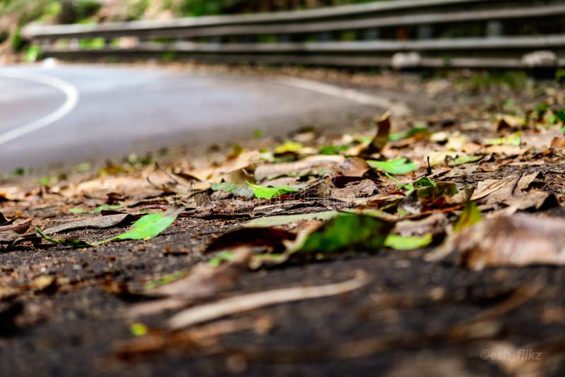 Leaf on the road stock photo. Image of leaf, tree, green - 197559676