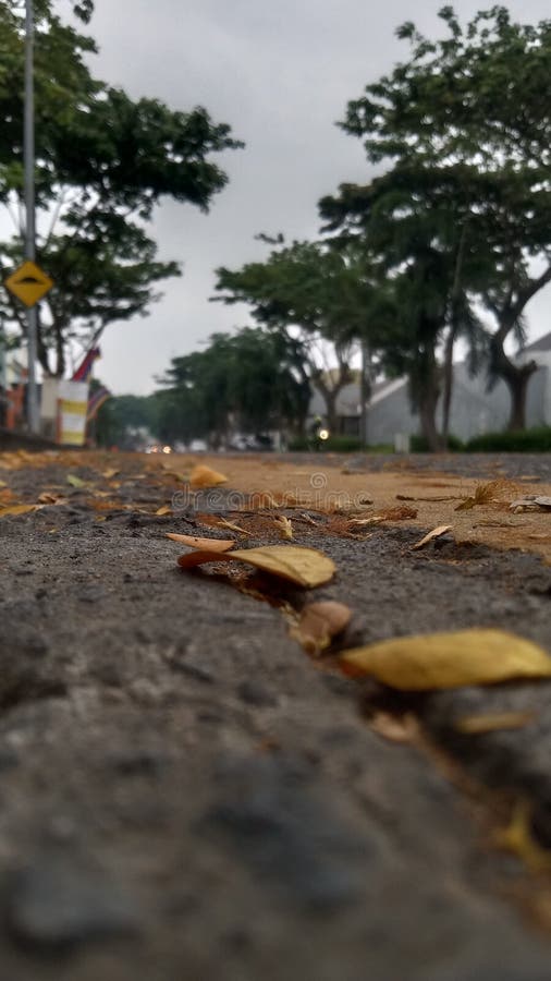 Leaf on the road stock image. Image of leaf, aspalt - 263165493