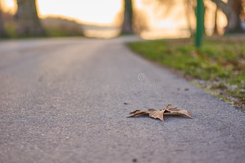 Leaf on road stock photo. Image of closeup, crack, macro - 70482128