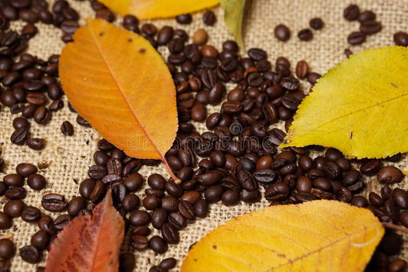 Leaf on coffee beans stock photo. Image of autumn, texture - 108479094