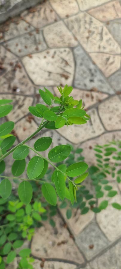 Leaf of the Robinia Pseudoacacia Plant, Close Up Stock Photo - Image of ...