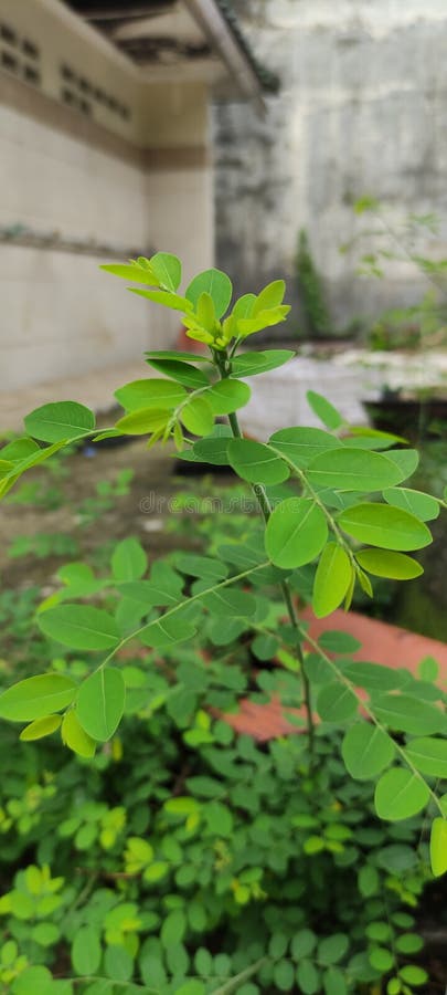 Leaf of the Robinia Pseudoacacia Plant, Close Up Stock Photo - Image of ...