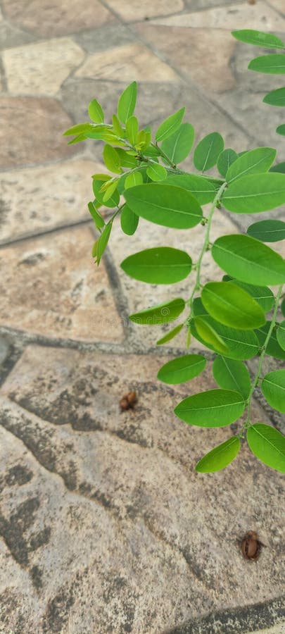 Leaf of the Robinia Pseudoacacia Plant, Close Up Stock Photo - Image of ...