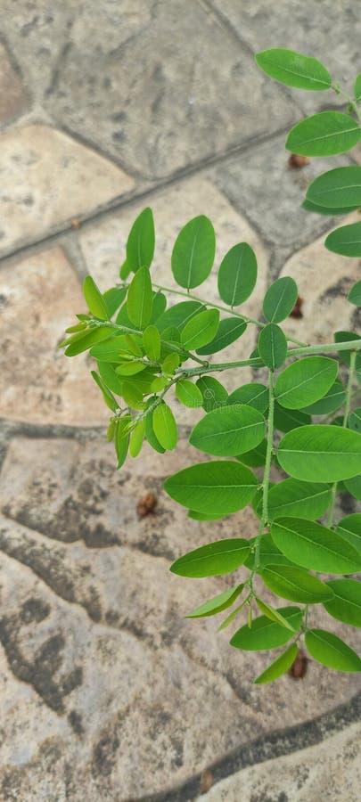 Leaf of the Robinia Pseudoacacia Plant, Close Up Stock Photo - Image of ...