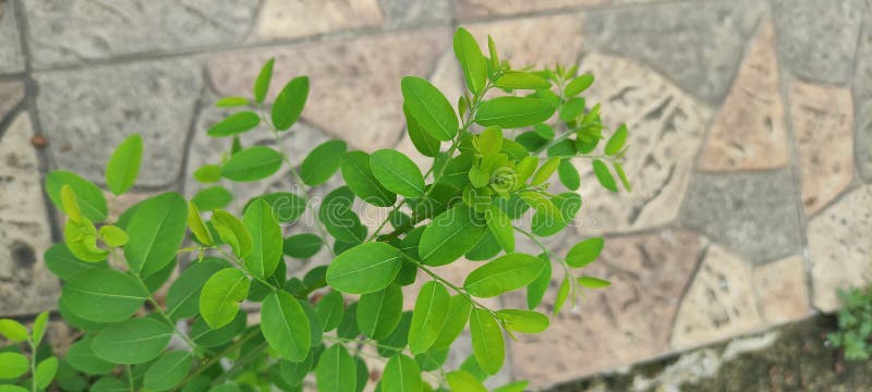Leaf of the Robinia Pseudoacacia Plant, Close Up Stock Image - Image of ...