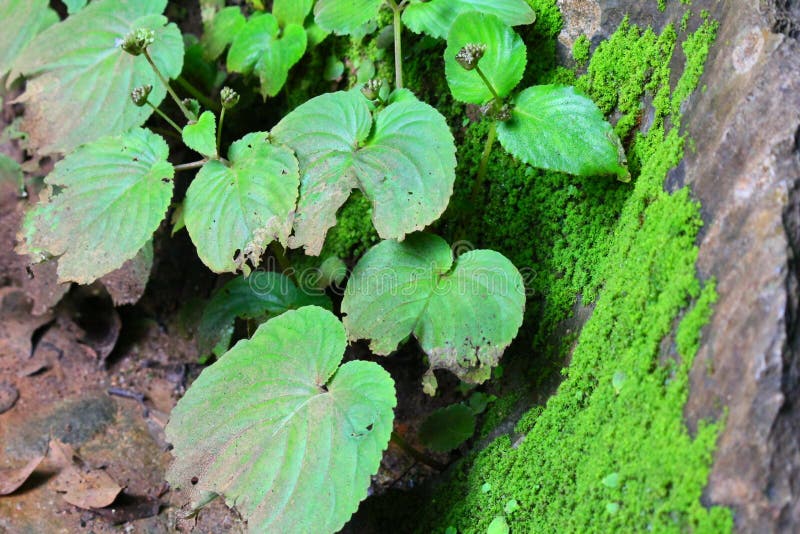 Dok Rak stock photo. Image of thai, thaiflowers, whiteflower - 96960280