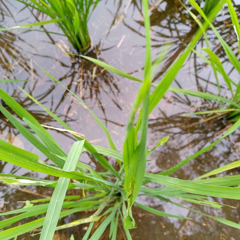 Leaf Roller Caterpillar Attack on Rice Plants, Kalimantan, Indonesia. April 23, 2025 Stock Image ...