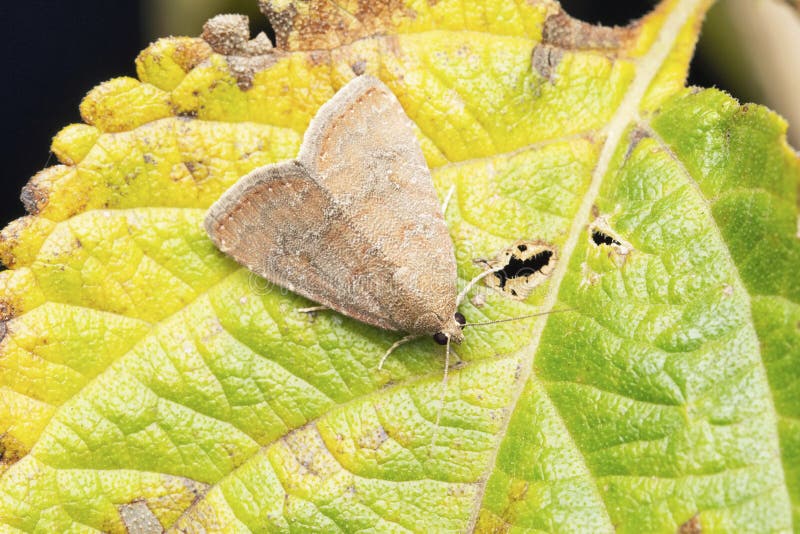 Leaf Roller Torix Moth, Archips Subsidiaria, Satara, Maharashtra Stock ...