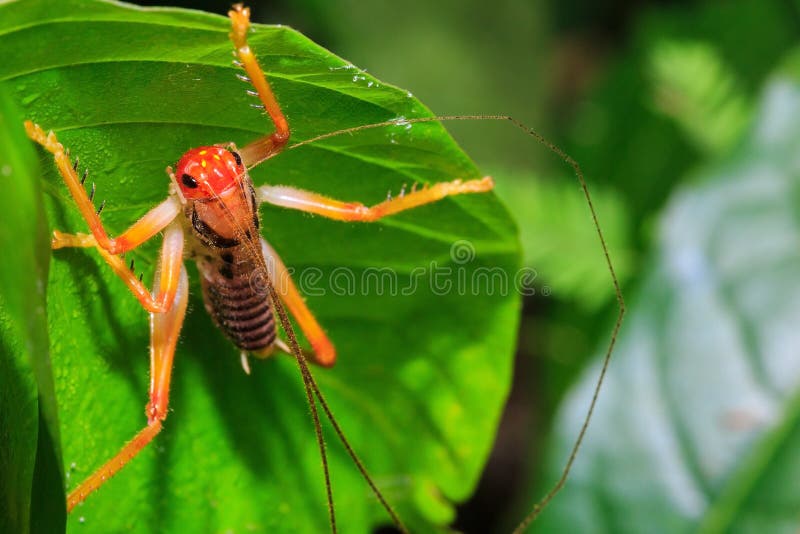 Rolling Grasshoppers Stock Photos - Free & Royalty-Free Stock Photos ...