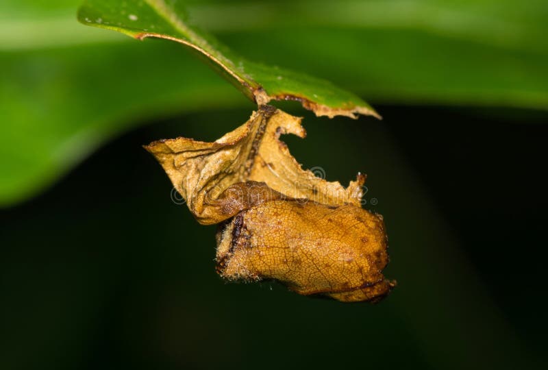 Leaf Rolling Weevil Beetle Nidus on Oak Tree. Stock Image - Image of ...
