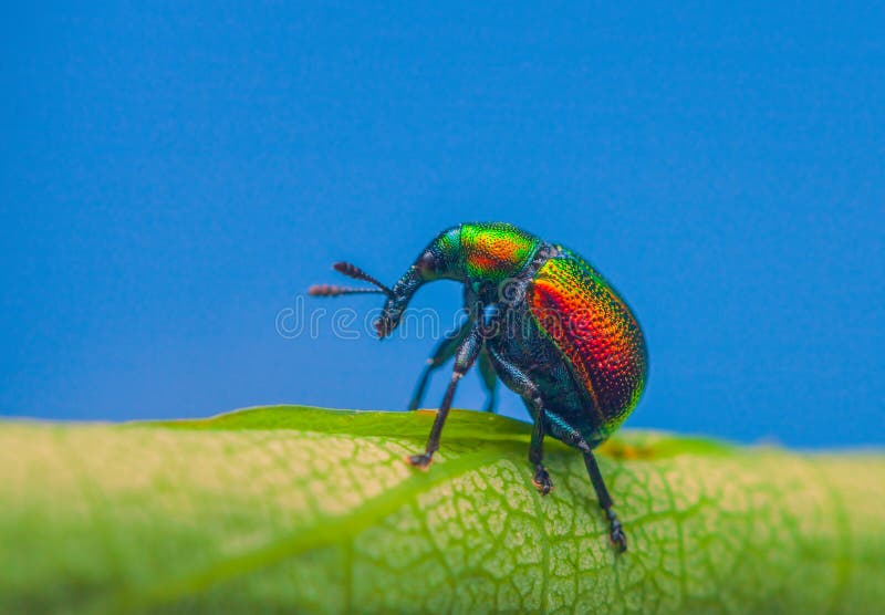 Leaf Rolling Weevil, Byctiscus Betulae Beetle on a Leaf in an Unusual ...