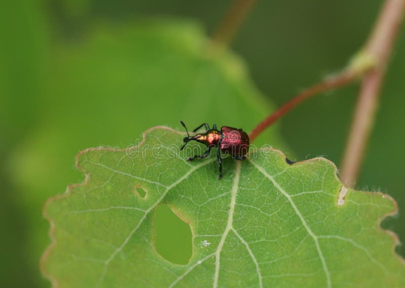A Leaf Rolling Weevil, Byctiscus Populi, Perching on a Aspen Tree Leaf ...