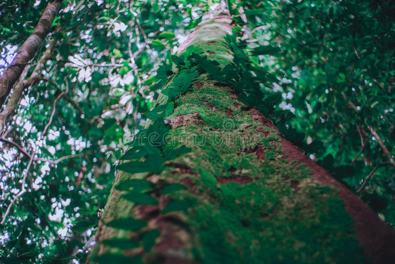 Leaf Roots Creeping in Trees Stock Photo - Image of nature, color ...