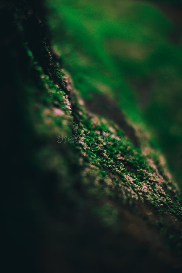 Roots of a tree in forest stock image. Image of forest - 202188483