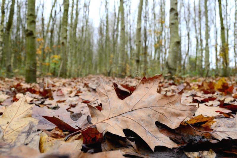 Leaf with Row of Silver Ash Trees in Background Stock Photo - Image of ...
