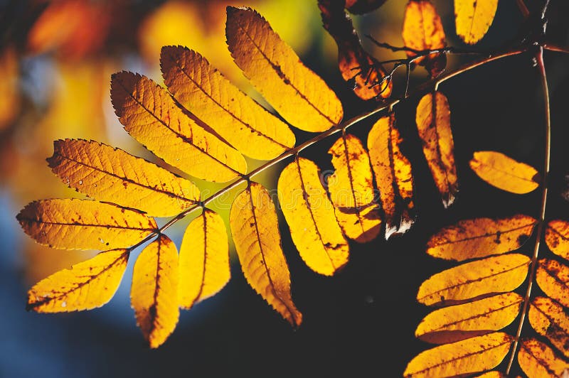 Leaf of rowan stock photo. Image of rowan, leaf, early - 44363098
