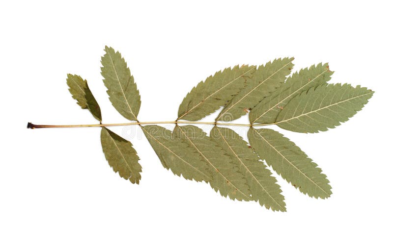 Leaf of rowan tree stock image. Image of color, bright - 27039219