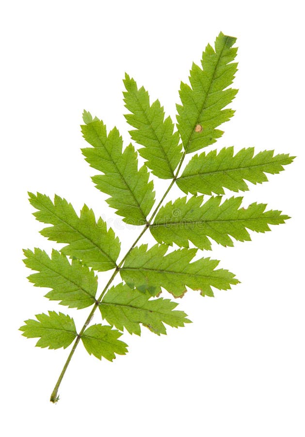 Leaf of Rowan Tree Isolated on White Stock Image - Image of fruit ...