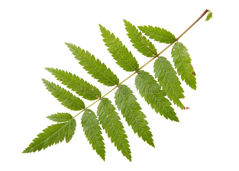 Leaf of Rowan Tree Isolated on White Stock Photo - Image of branch ...