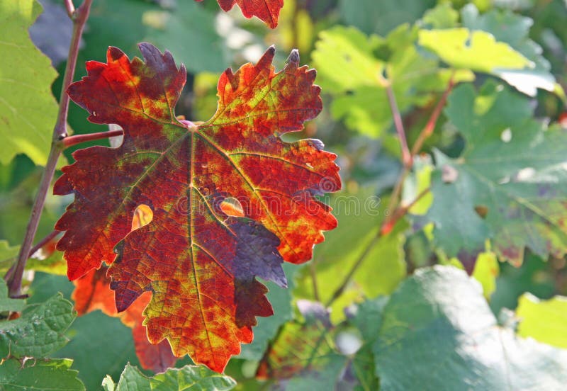 Leaf among the Rows of Grapes in Autumn Stock Image - Image of field ...
