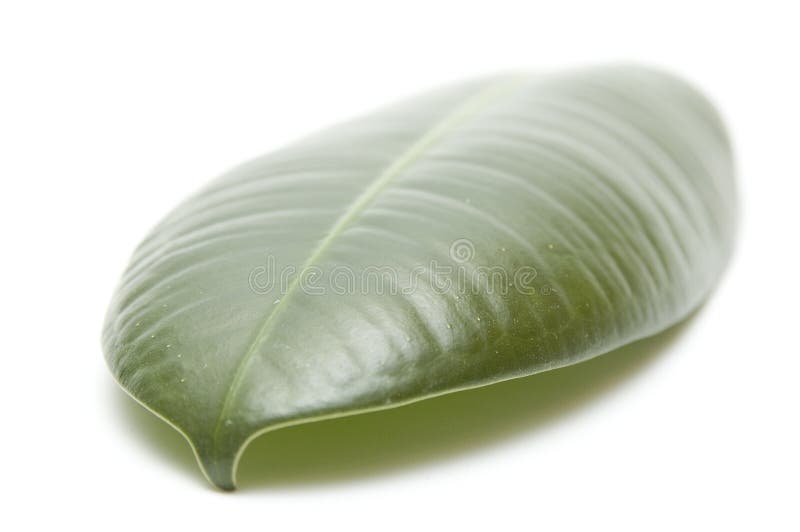 Leaf of rubber plant stock photo. Image of texture, macro - 52603450