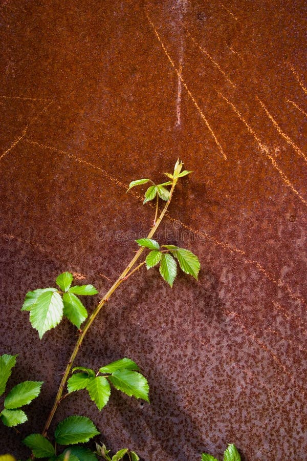 Leaf growing through rust stock photo. Image of grow - 60451914