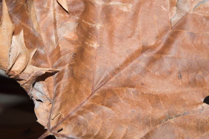 Leaf sand bank in autumn stock photo. Image of natural - 105279516
