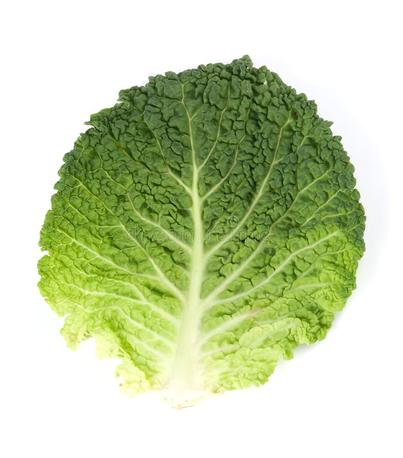 Leaf of Savoy Cabbage stock image. Image of green, savoy - 12141673